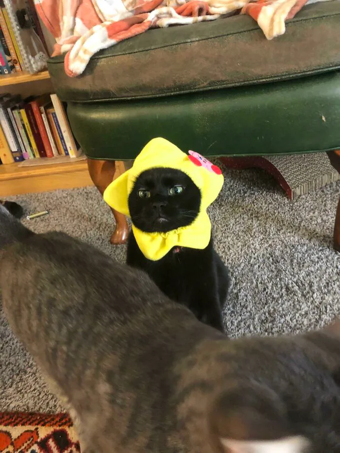 30 Extremely Funny Pictures Of Malfunctioning Cats