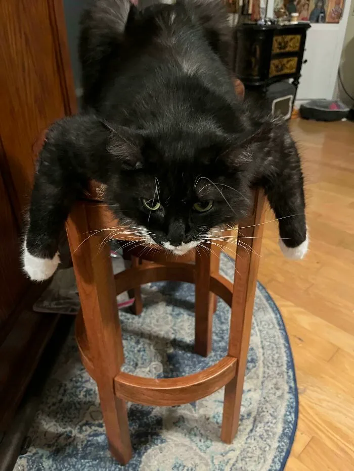 30 Extremely Funny Pictures Of Malfunctioning Cats