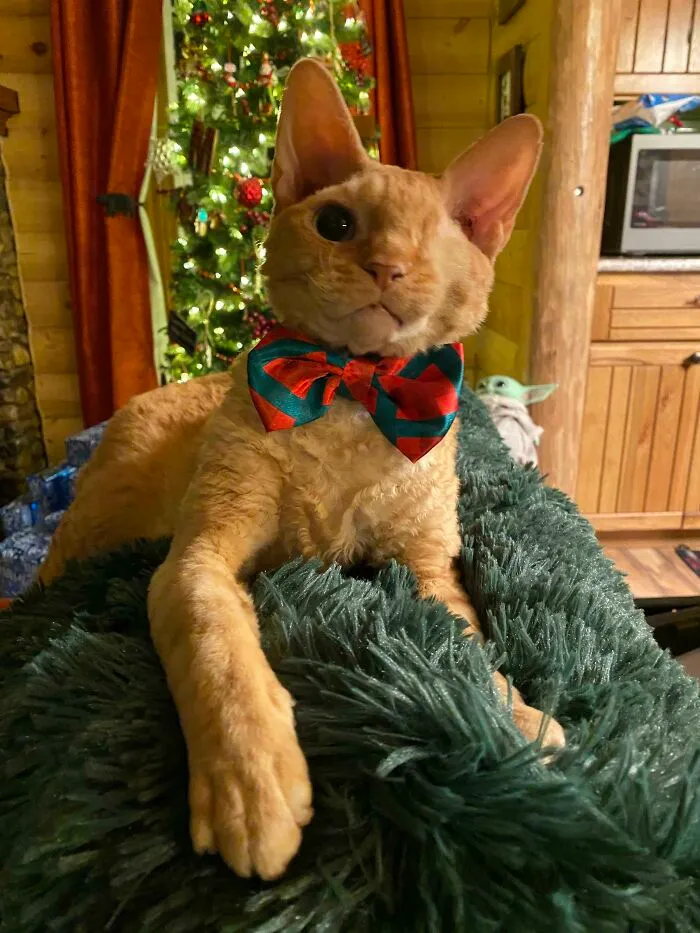 30 Heartwarming Pics Of Cats Enjoying The Festive Season