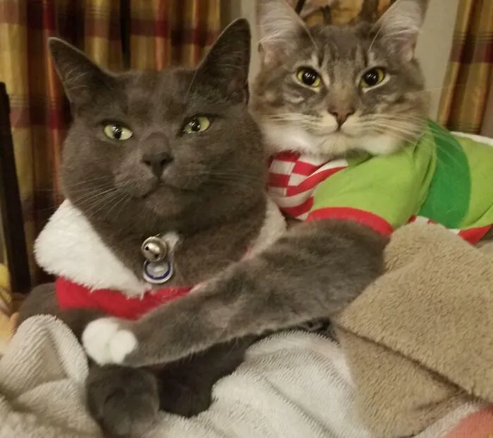 30 Heartwarming Pics Of Cats Enjoying The Festive Season