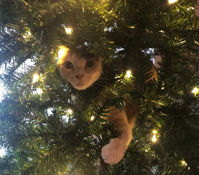 30 Heartwarming Pics Of Cats Enjoying The Festive Season