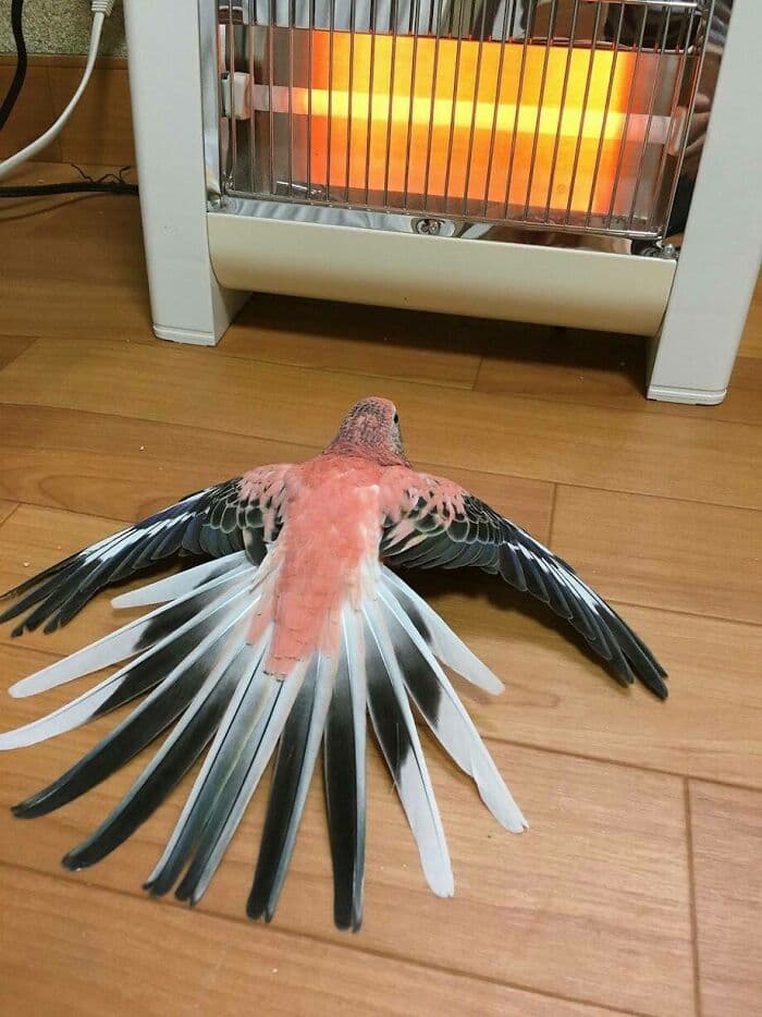 30 Hilariously Goofy Animals To Brighten Up Your Day