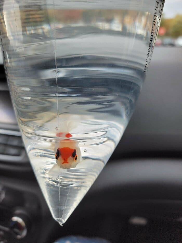 30 Hilariously Goofy Animals To Brighten Up Your Day