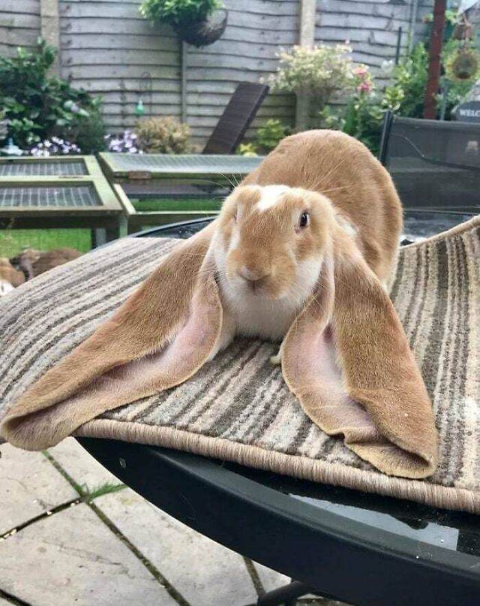 30 Adorable Pics Of Animals With The Cutest Ears