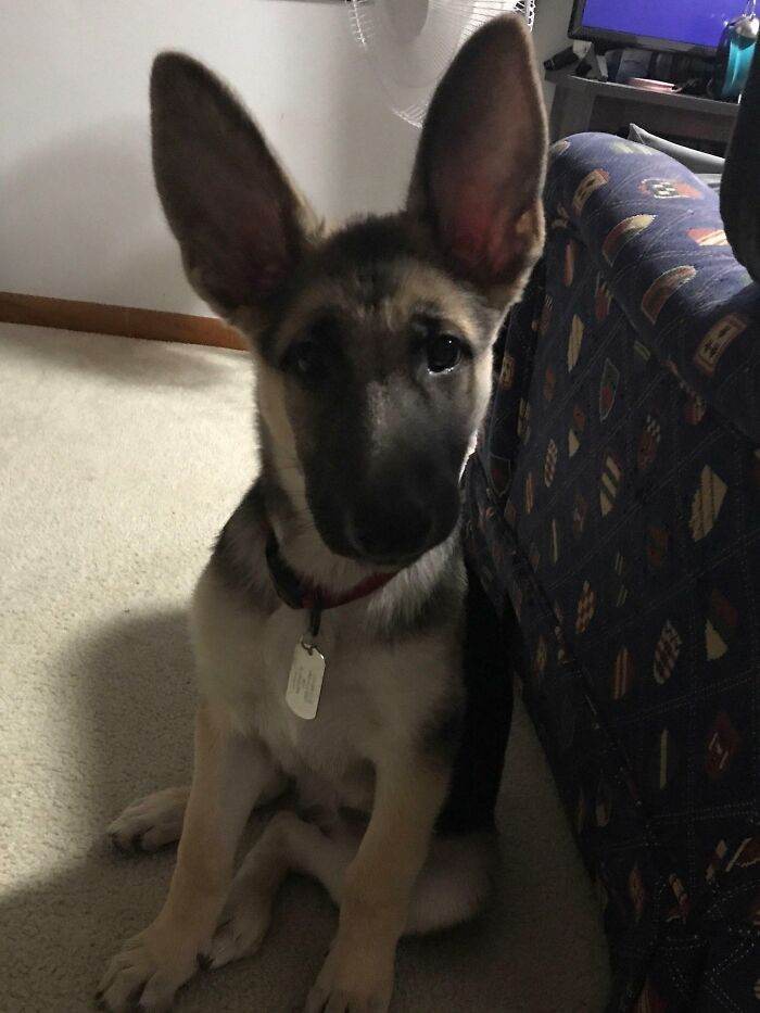 30 Adorable Pics Of Animals With The Cutest Ears