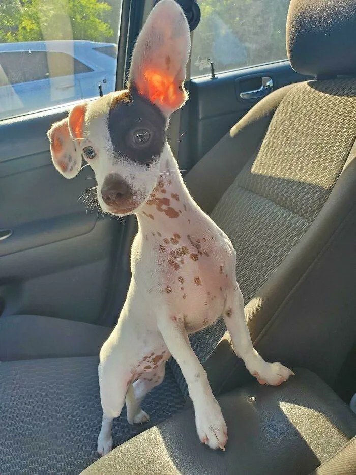 30 Adorable Pics Of Animals With The Cutest Ears