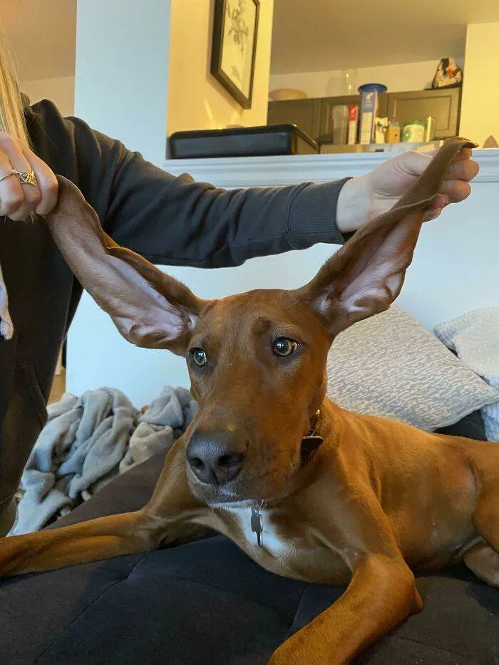 30 Adorable Pics Of Animals With The Cutest Ears