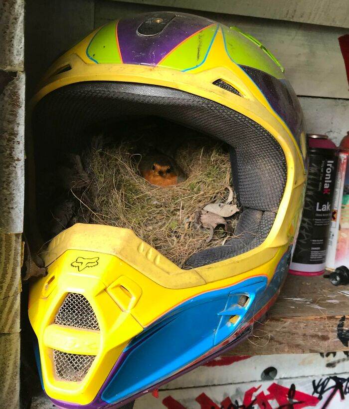 30 Adorable Pictures Of Nests In The Most Random Places