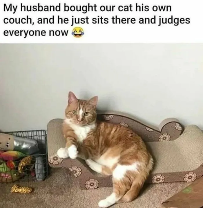 30 Insanely Funny Cat Memes For True Cat Enthusiasts