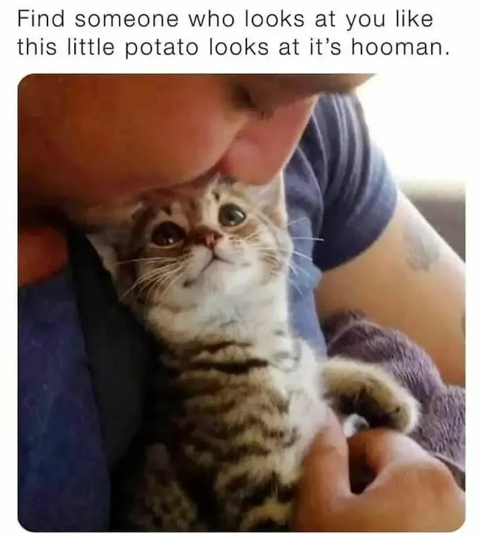 30 Insanely Funny Cat Memes For True Cat Enthusiasts