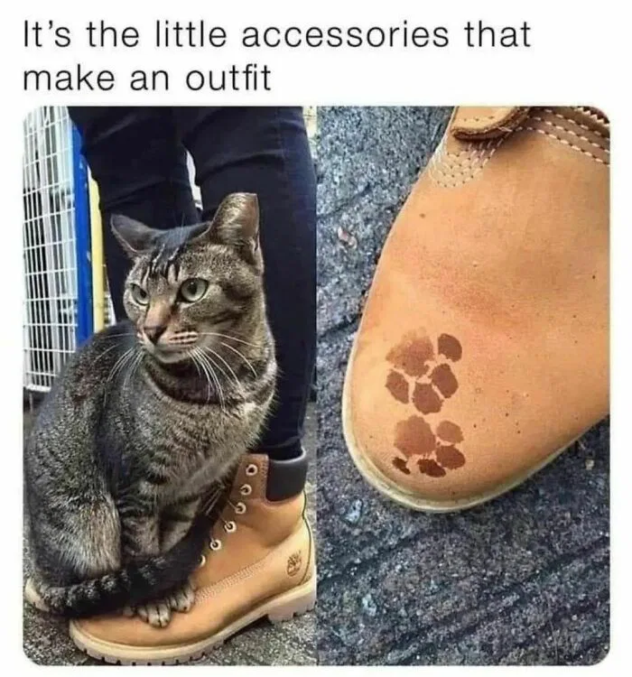 30 Insanely Funny Cat Memes For True Cat Enthusiasts