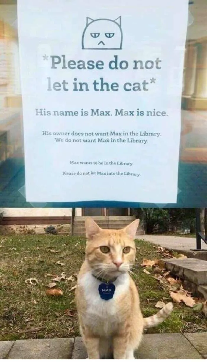 30 Hilarious Cat Posts And Memes