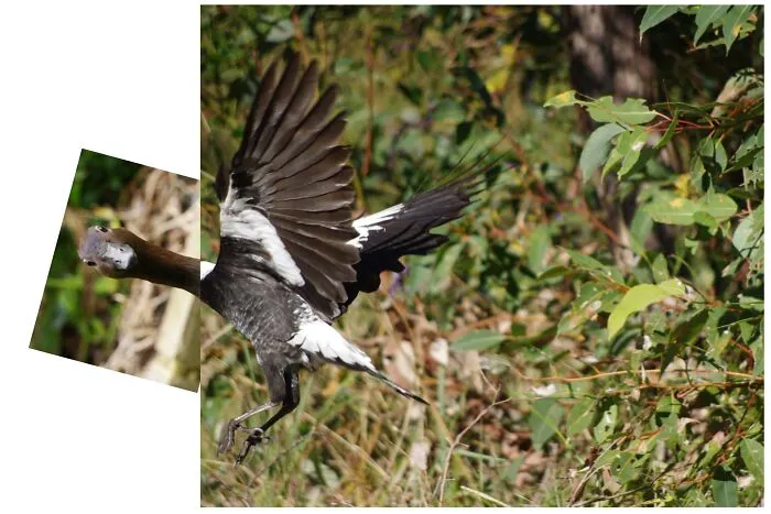 30 Hilarious Failed Bird Photography Attempts