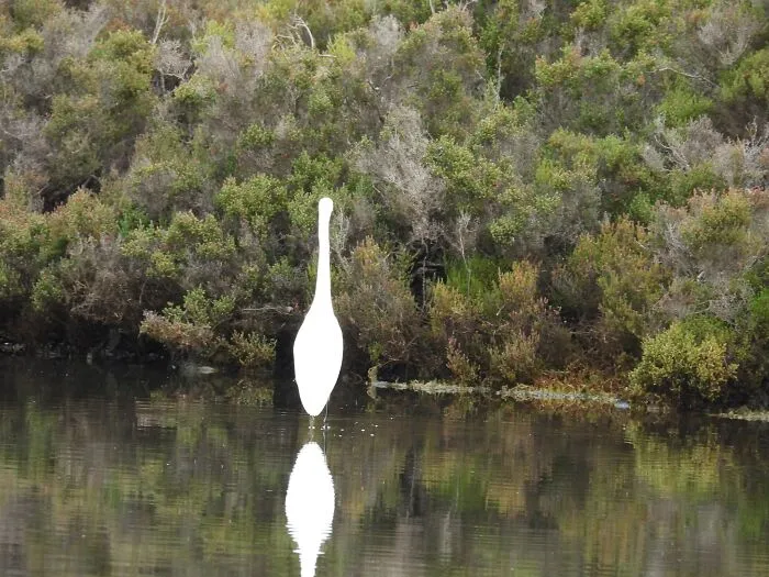 30 Hilarious Failed Bird Photography Attempts