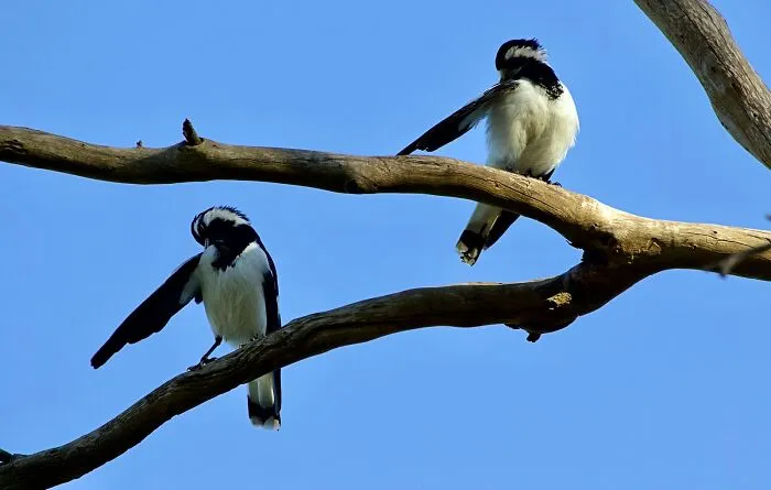 30 Hilarious Failed Bird Photography Attempts