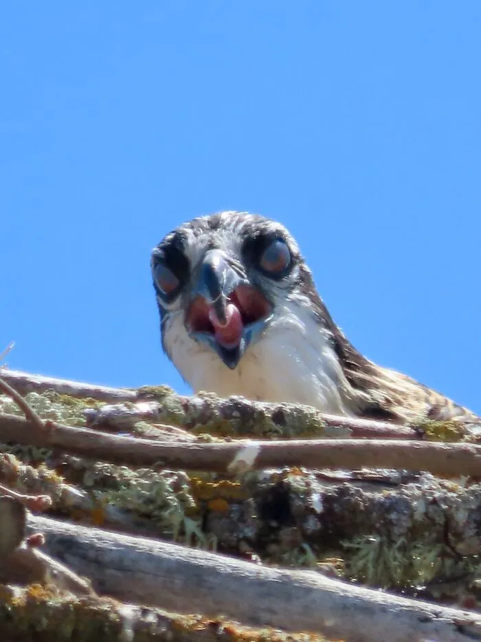30 Hilarious Failed Bird Photography Attempts