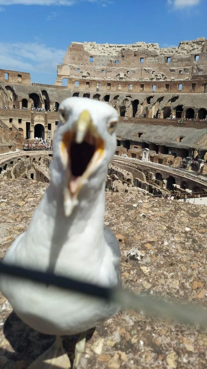 30 Hilarious Failed Bird Photography Attempts