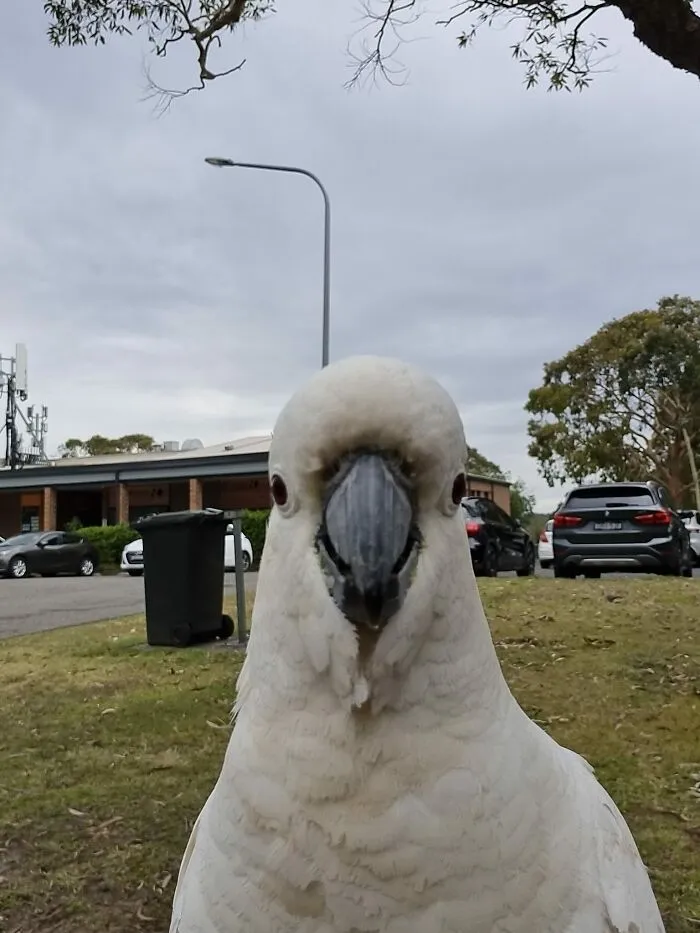 30 Hilarious Failed Bird Photography Attempts