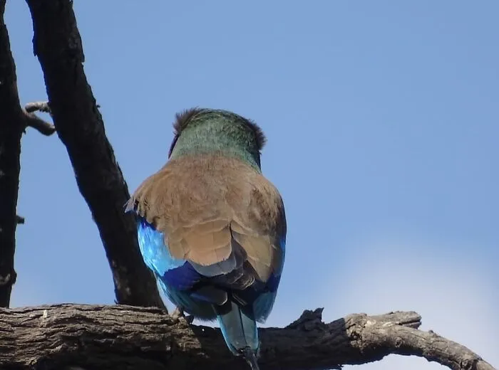 30 Hilarious Failed Bird Photography Attempts