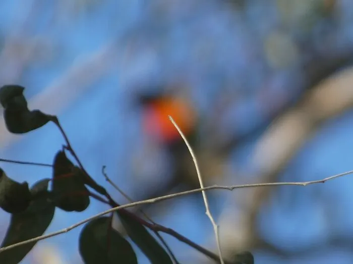 30 Hilarious Failed Bird Photography Attempts