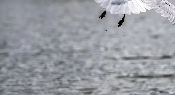 30 Hilarious Failed Bird Photography Attempts