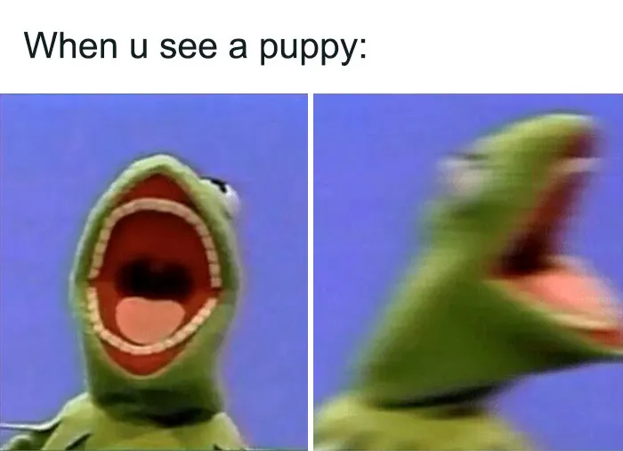 30 Funny Kermit The Frog Memes That Might Make Your Day