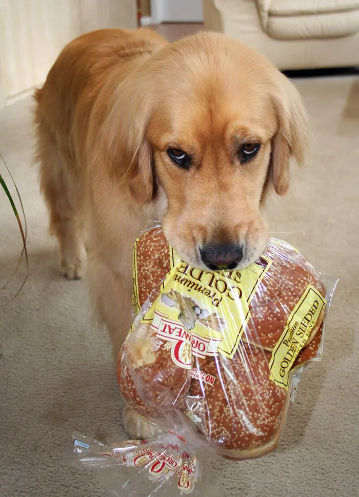 30 Funny Moments When Pets Failed At Food Theft