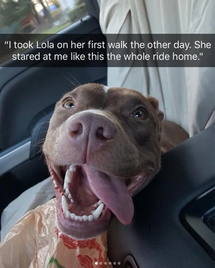 30 Memes That Dog Owners May Find Humorously Relatable