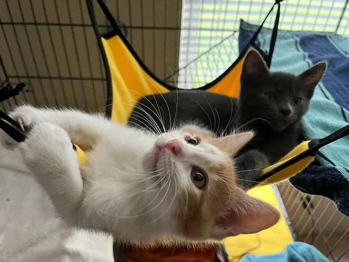 30 Heartwarming Moments Of People Sharing Their Beloved Pets