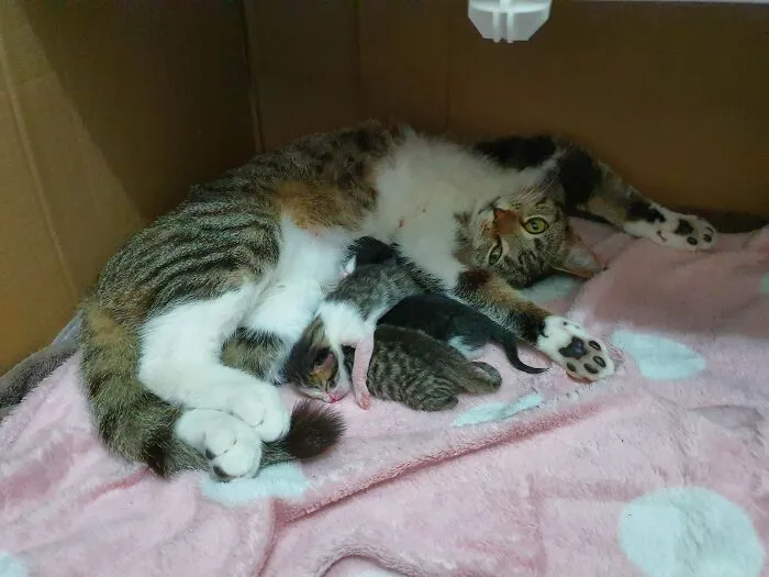 30 Heartwarming Moments Of People Sharing Their Beloved Pets