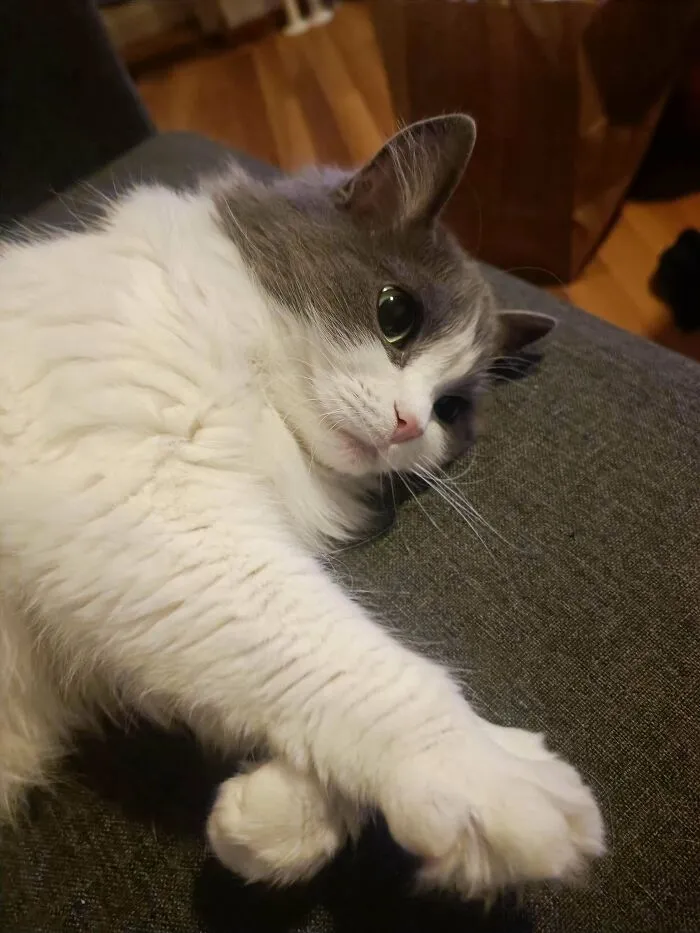 30 Heartwarming Moments Of People Sharing Their Beloved Pets