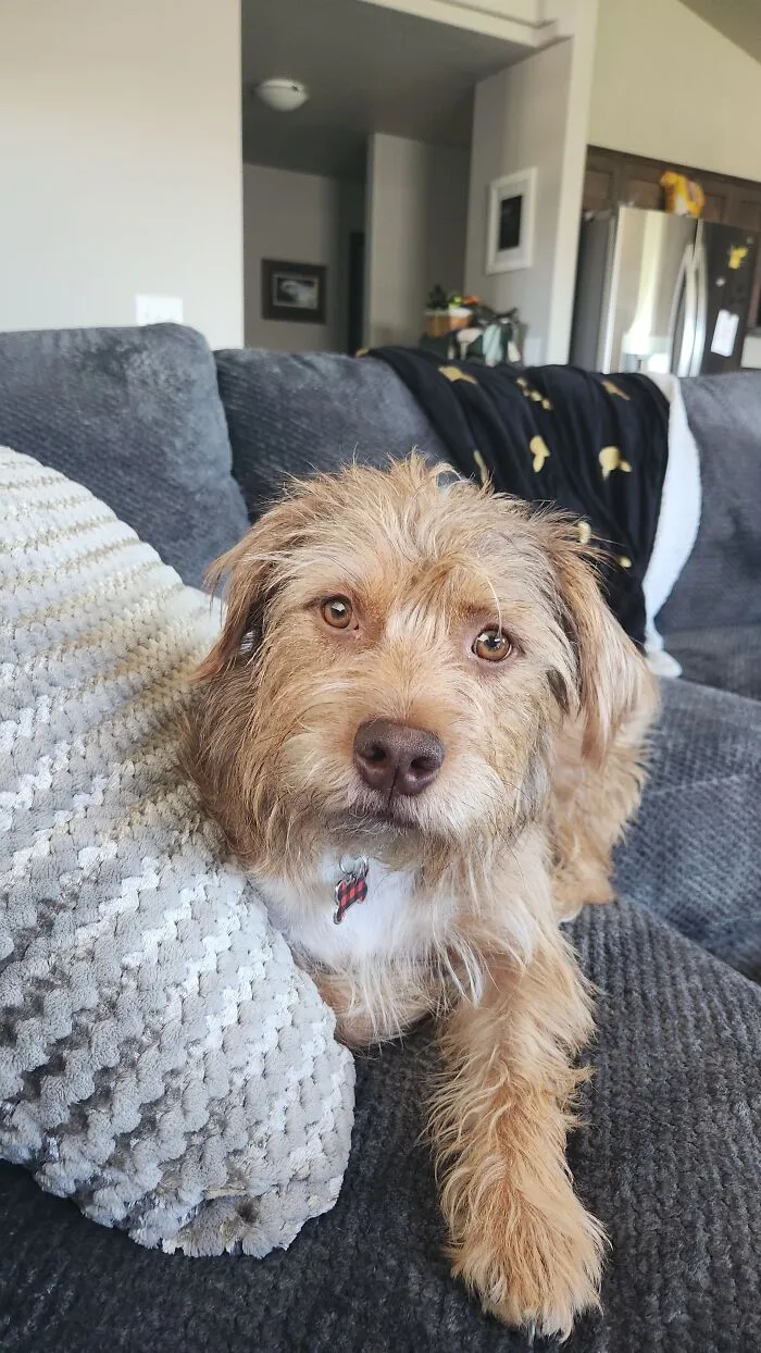 30 Heartwarming Moments Of People Sharing Their Beloved Pets