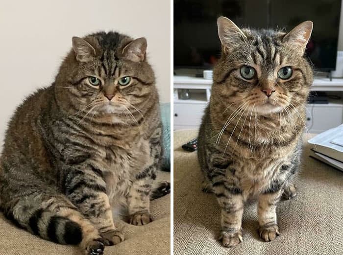 30 Heartwarming Fat Cat Weight Loss Transformations