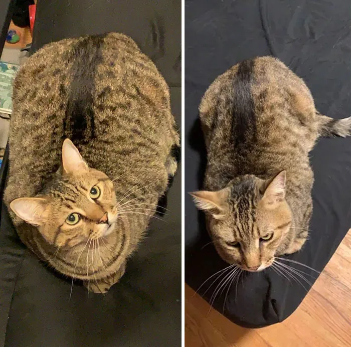 30 Heartwarming Fat Cat Weight Loss Transformations