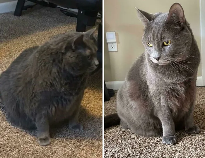 30 Adorable Chubby Cats' Journey To Healthier Lives