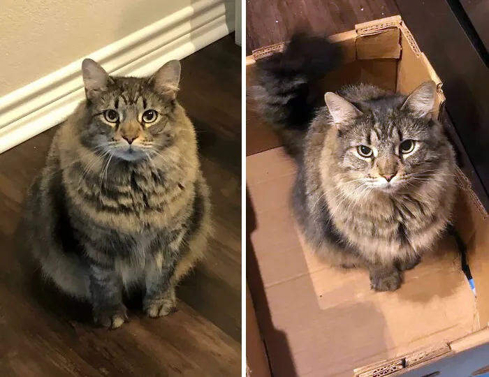 30 Adorable Chubby Cats Journey To Healthier Lives