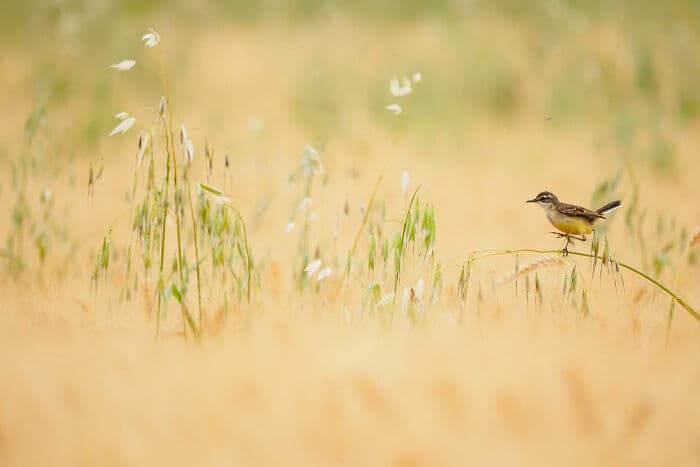 30 Astonishing Wild Life Images