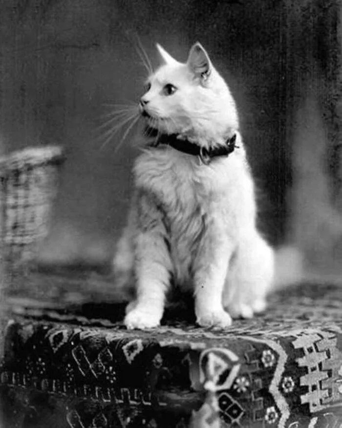 30 Classic Cat Photos Demonstrating Their Superiority