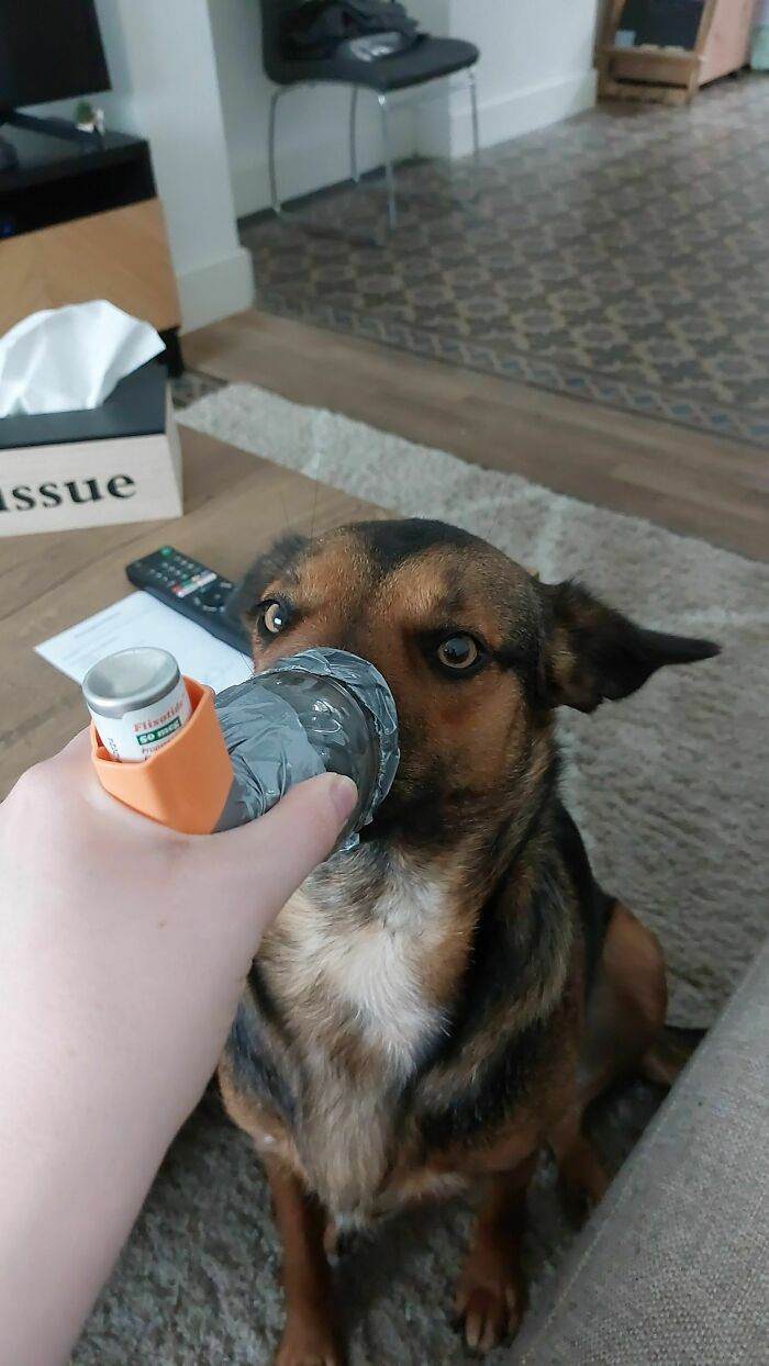 30 Hilarious Pups That Left Their Owners Scratching