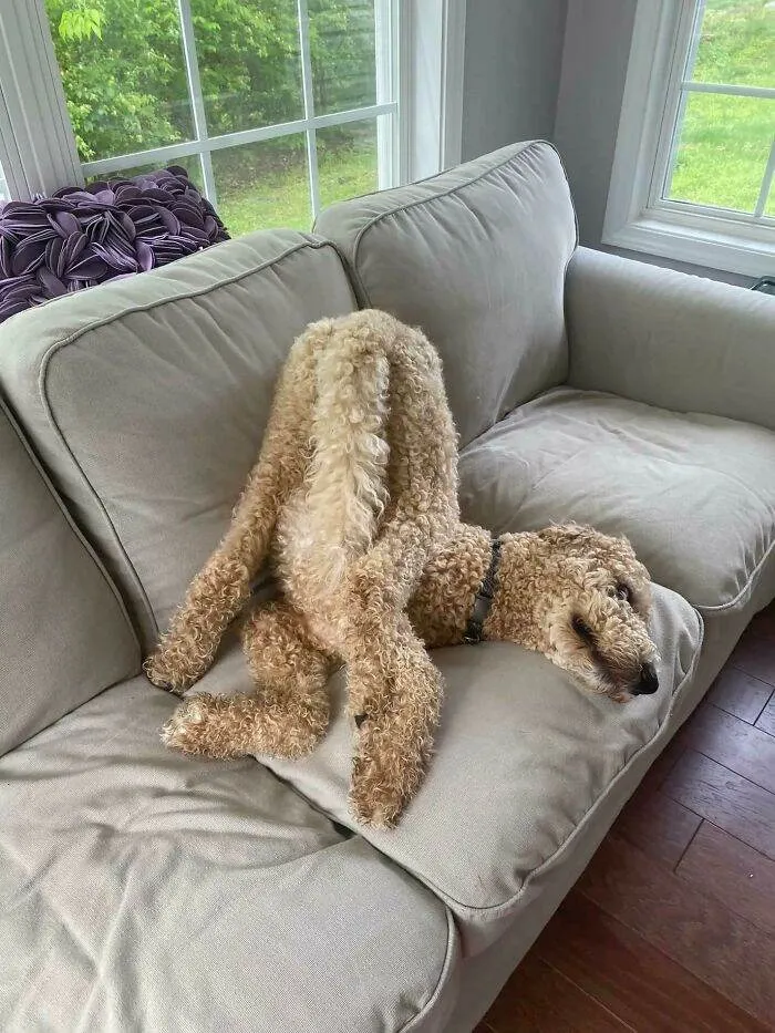 30 Hilarious Pups That Left Their Owners Scratching