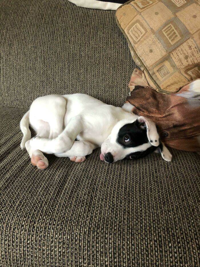 30 Hilarious Pups That Left Their Owners Scratching