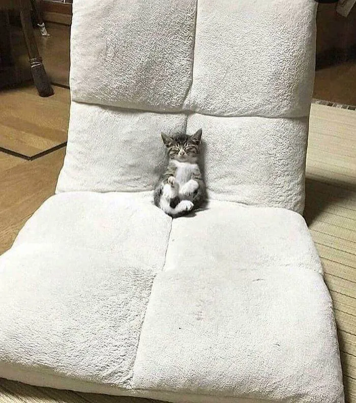 30 Incredibly Cute Pictures Of Pets Enjoying A Nap