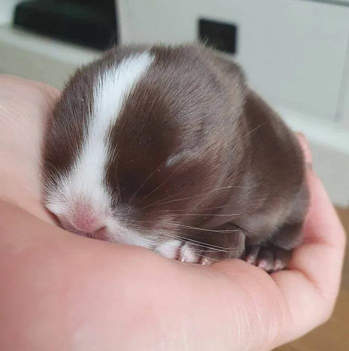 30 Incredibly Cute Pictures Of Pets Enjoying A Nap