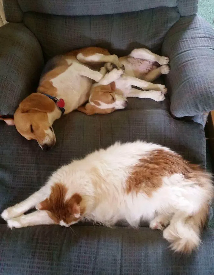 30 Incredibly Cute Pictures Of Pets Enjoying A Nap