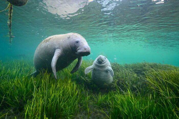 30 Charming Animals Guaranteed To Bring A Smile To Your Face