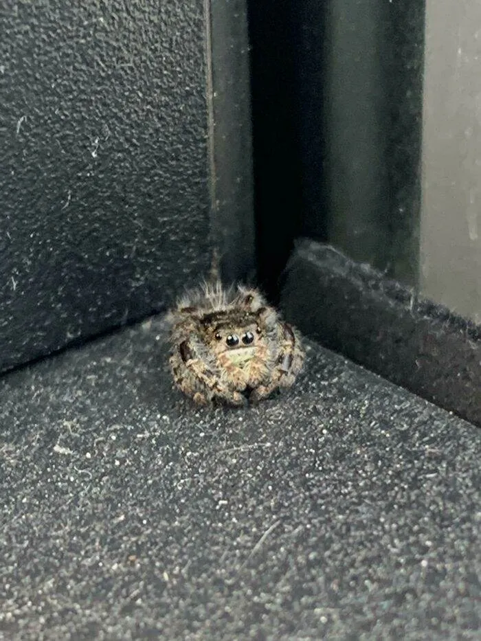 30 Delightfully Funny Images Of Plump And Round Animals