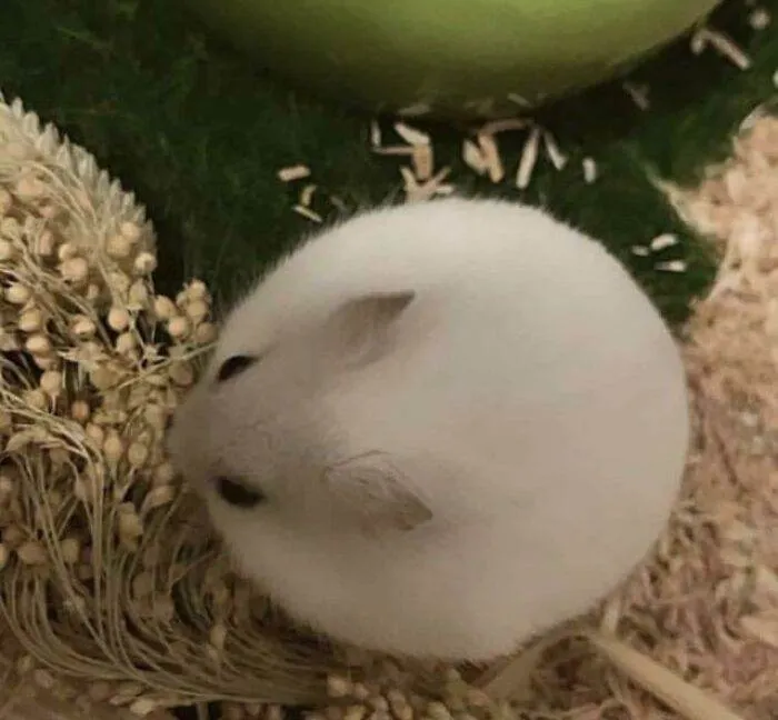 30 Delightfully Funny Images Of Plump And Round Animals