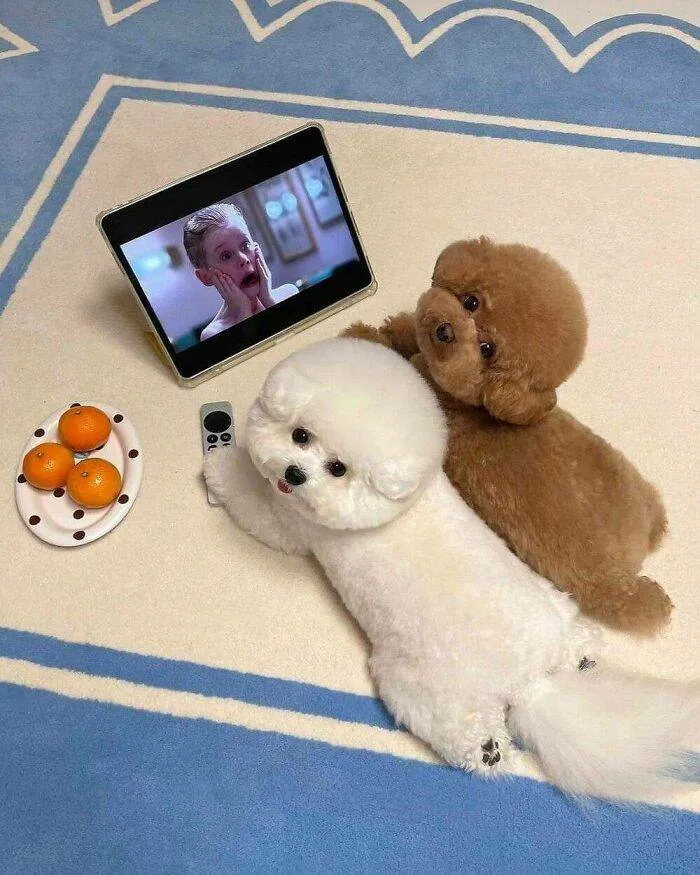 30 Delightfully Funny Images Of Plump And Round Animals