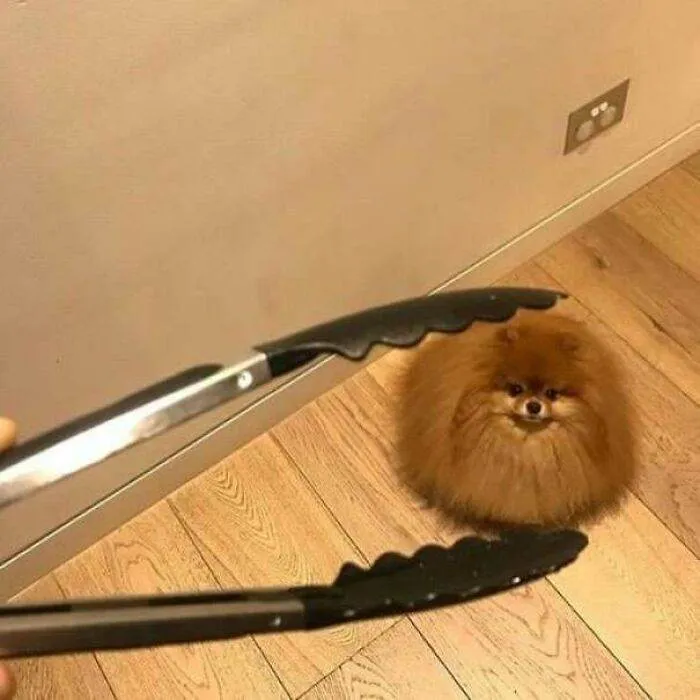 30 Delightfully Funny Images Of Plump And Round Animals