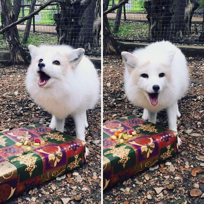 30 Adorable Times Pets Made Christmas